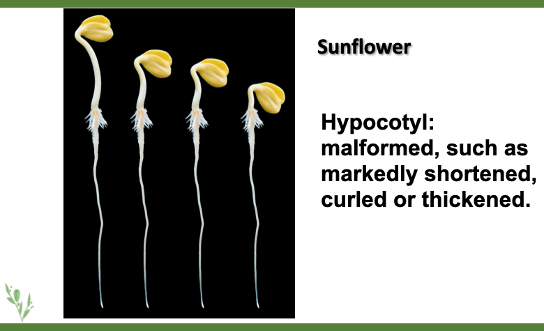 Seed Database Access – Analyzeseeds